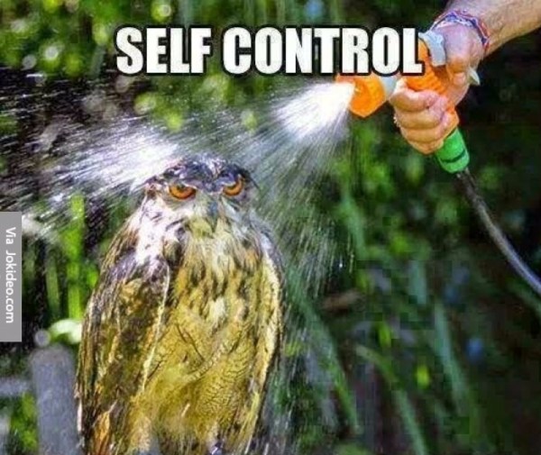 Self Control Owl Memes Self Control The Only Way To Survive In A